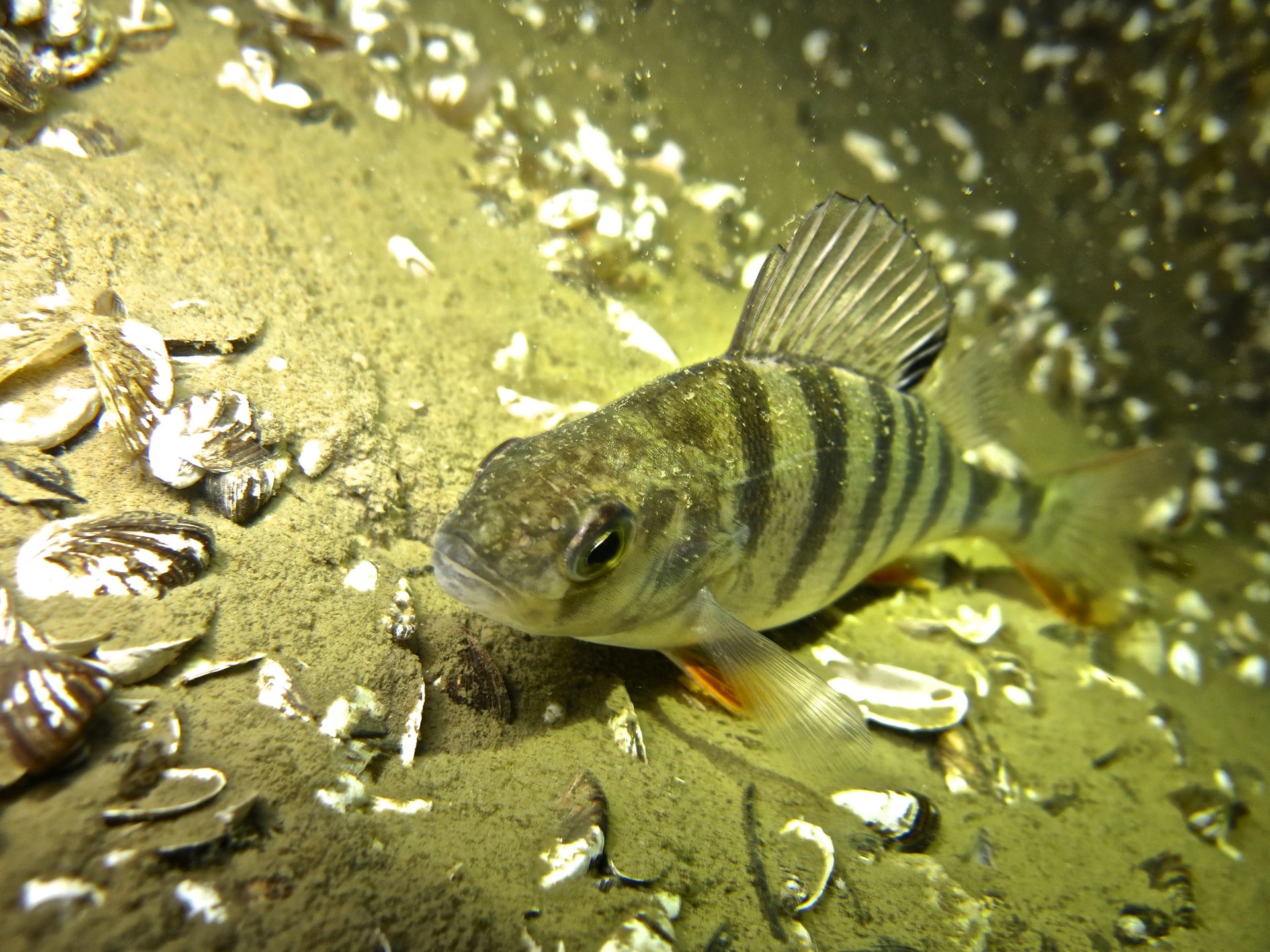 Parete del Baitone dive site | PADI