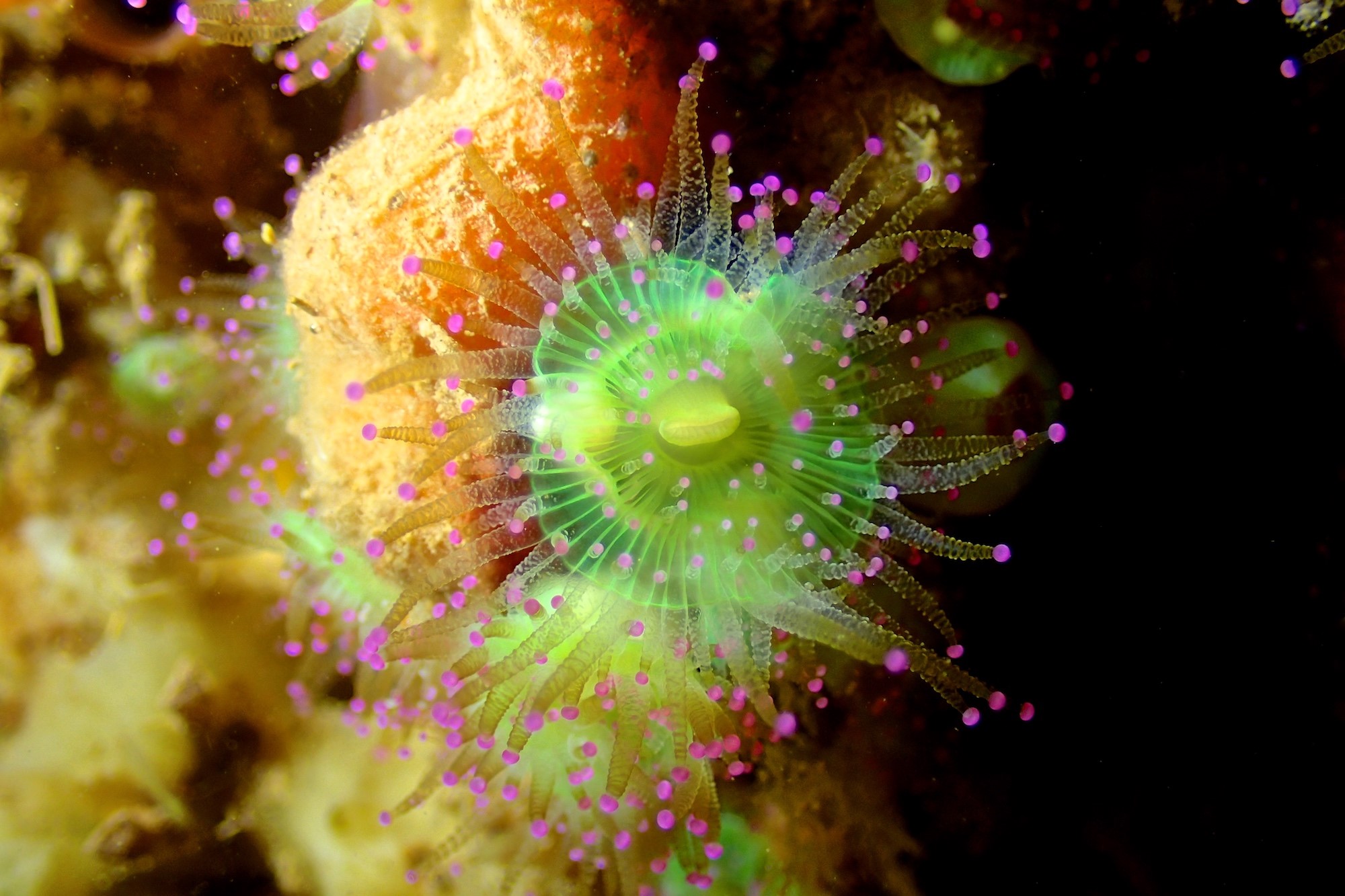 The Manacles dive site | PADI