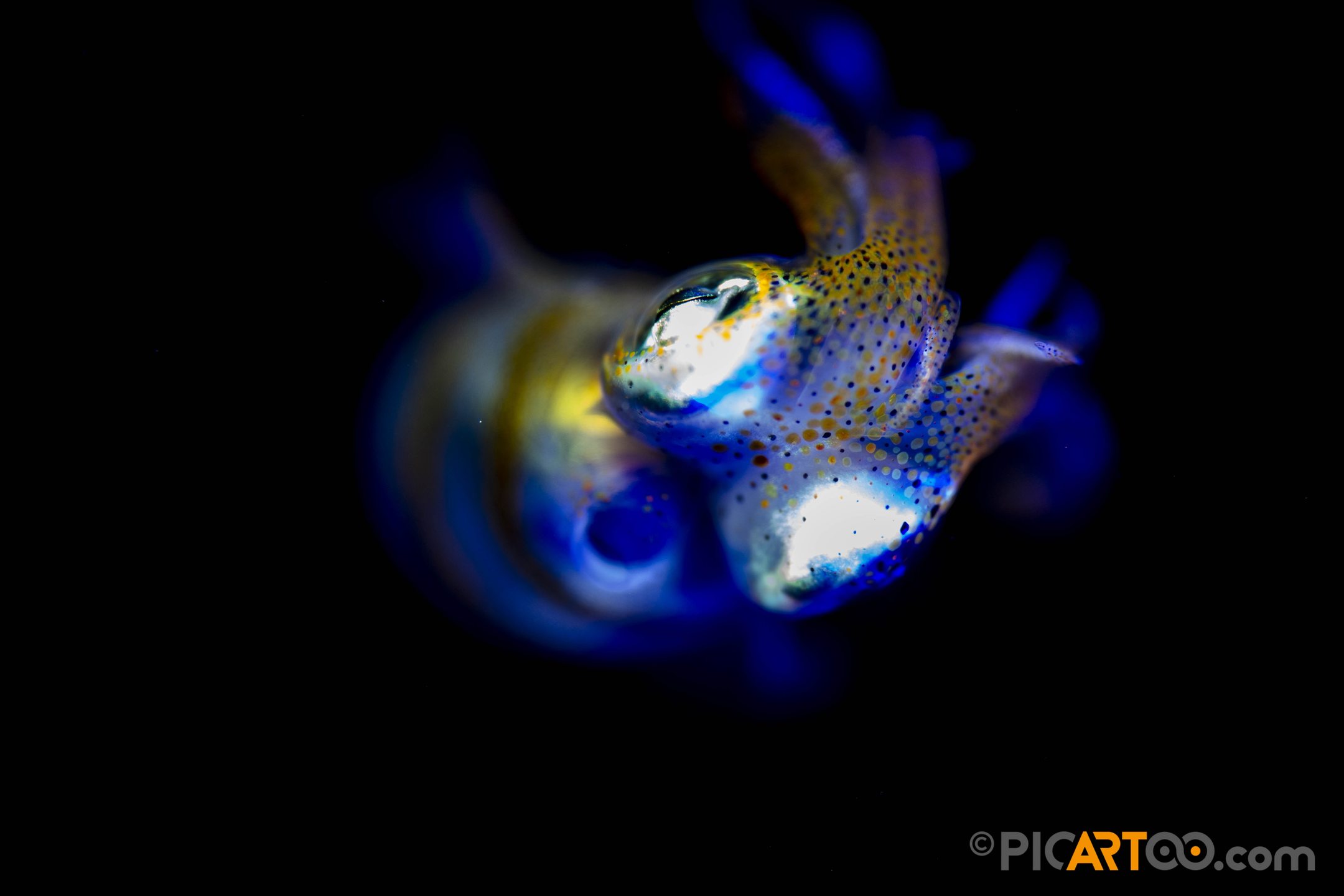 Manta Drop dive site | PADI