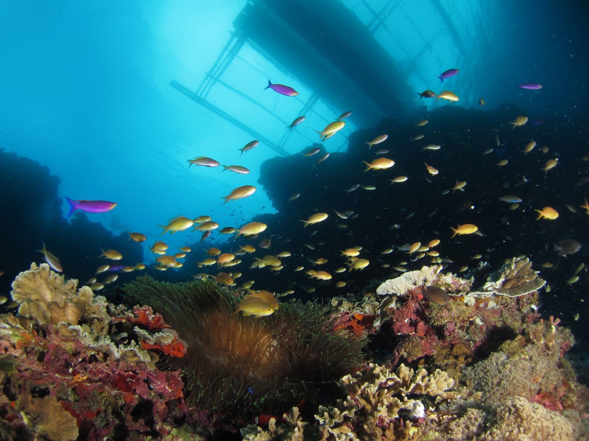 Chocolate Island dive site | PADI