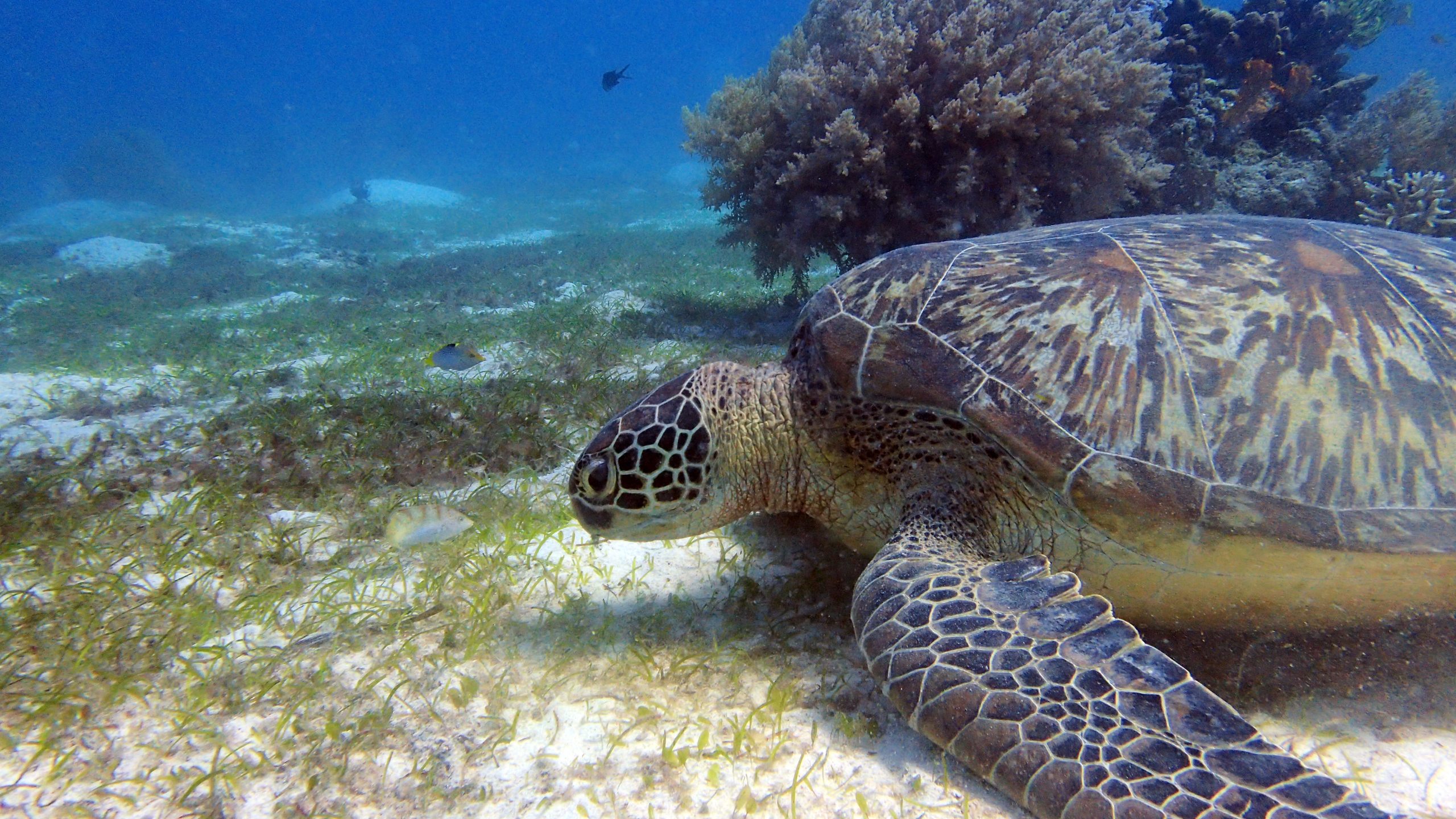 Talima Marine Sancturay dive site | PADI