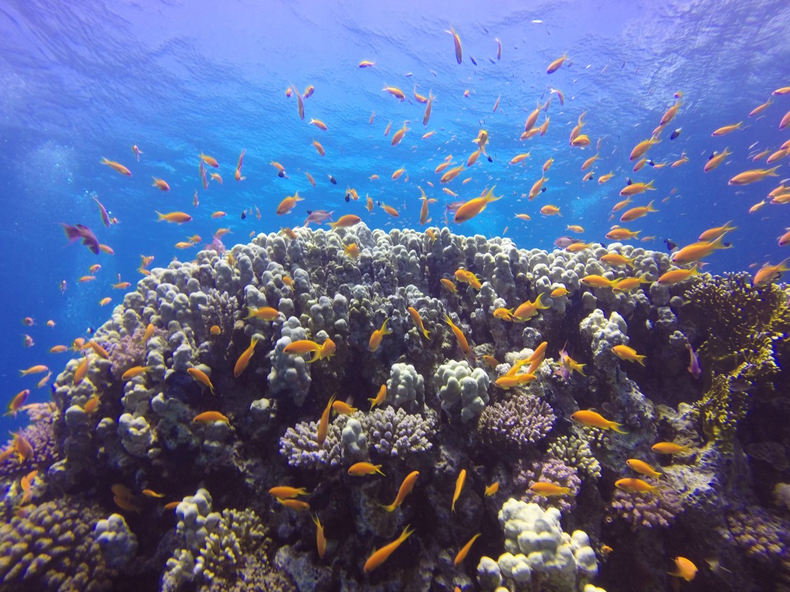 Tauchplatz Gordon Reef - Straits of Tiran | PADI