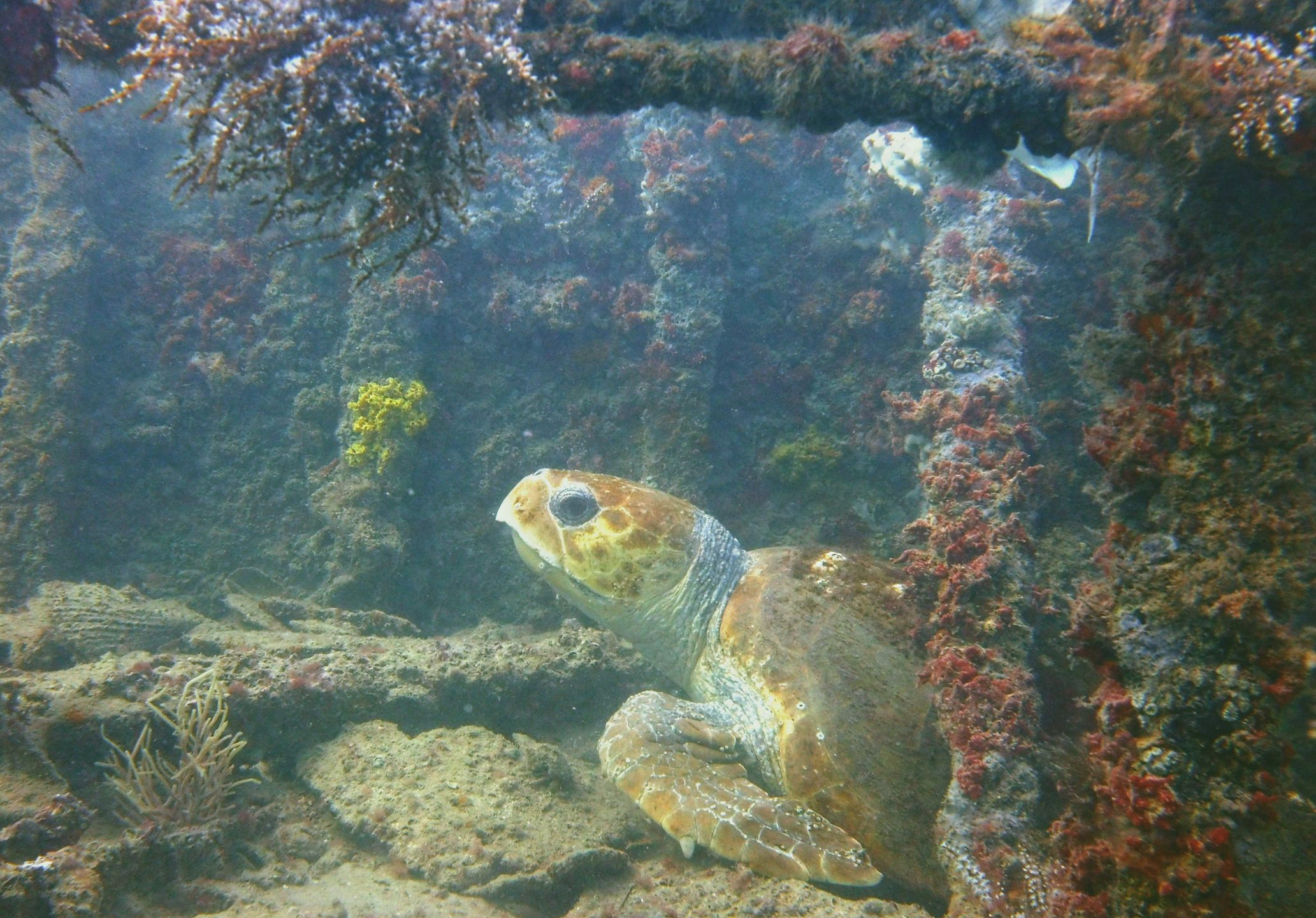 Double Barges dive site | PADI