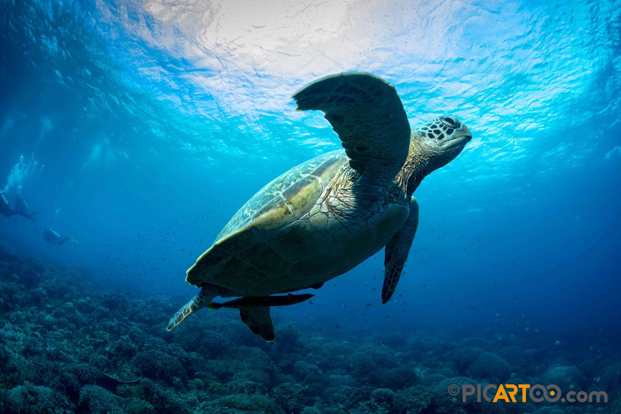 Bonifacio Reef dive site | PADI