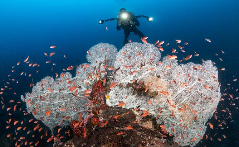 Turtle Rock dive site | PADI