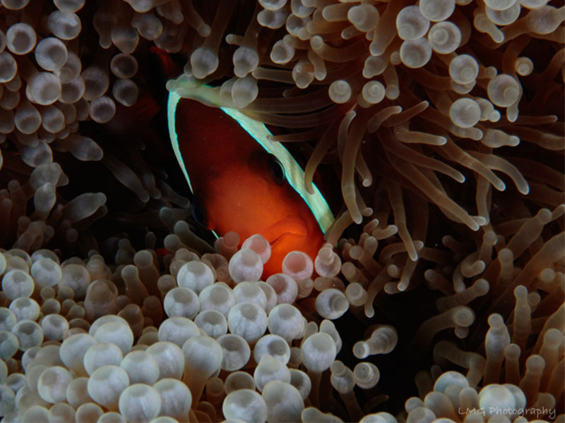 Gab Gab dive site | PADI