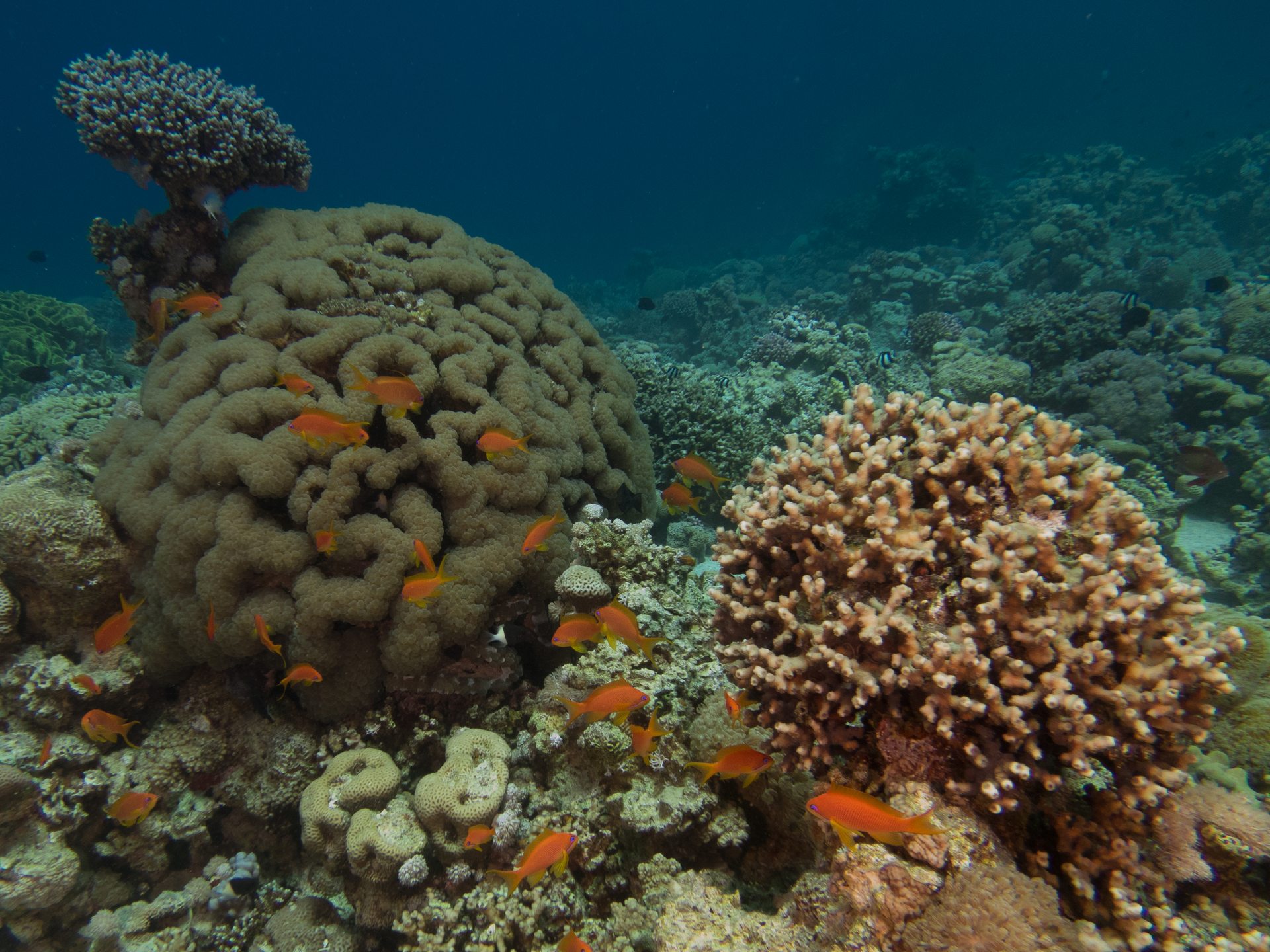 FIRST BAY SOUTH dive site | PADI