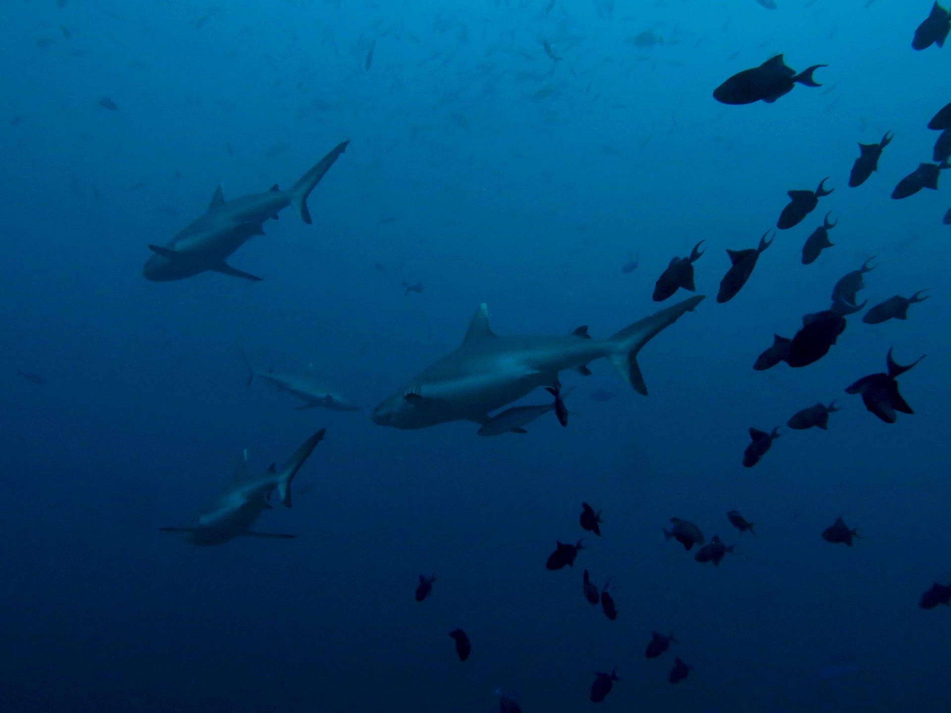 Madivaru Corner dive site | PADI