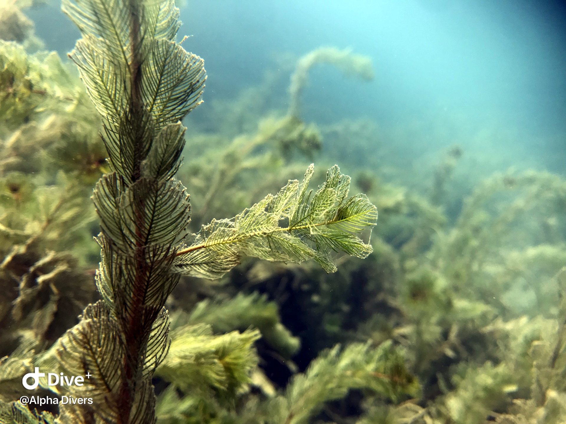 Philadelphia Quarry dive site | PADI