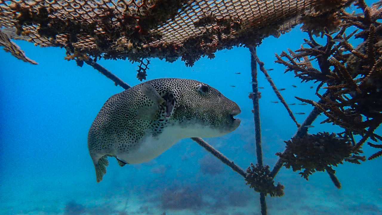 AlotMeant - Coral Restoration Project dive site | PADI