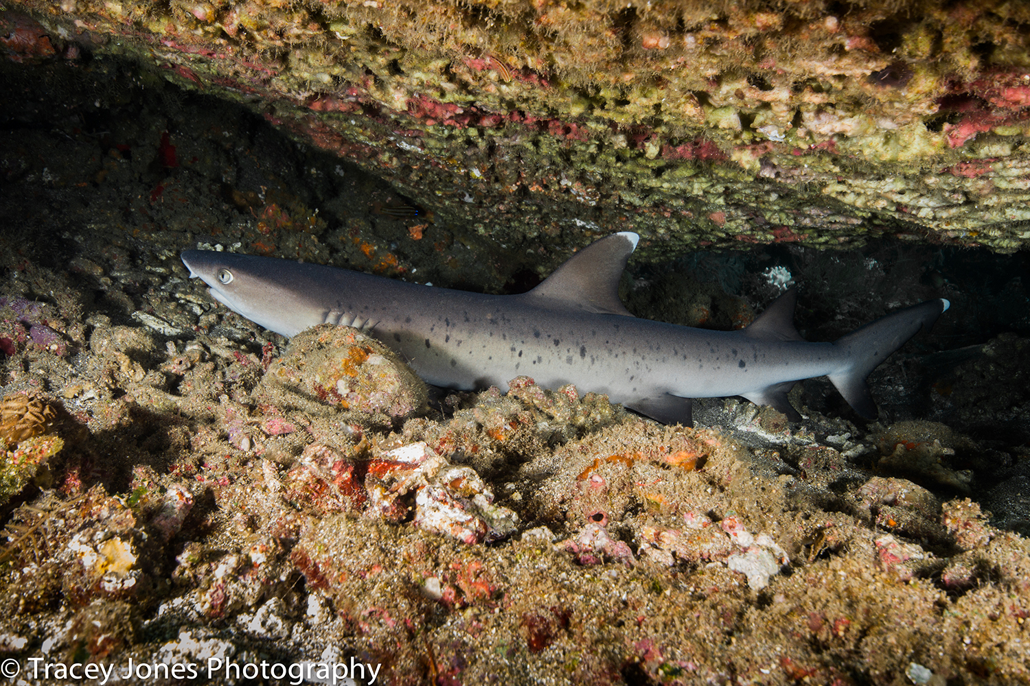 Lipah Bay dive site | PADI