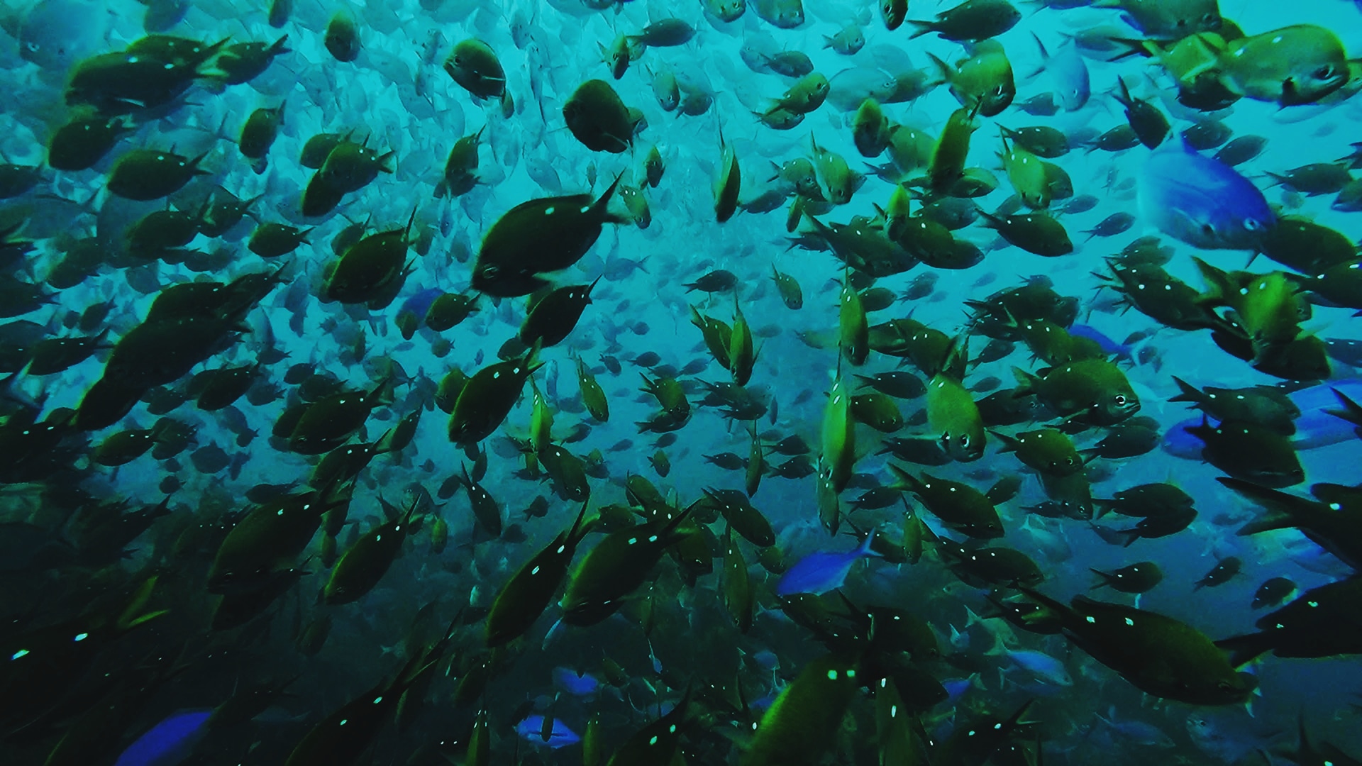 Whale Rock dive site | PADI