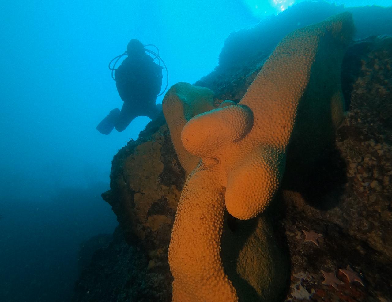 EL FRAILE dive site | PADI