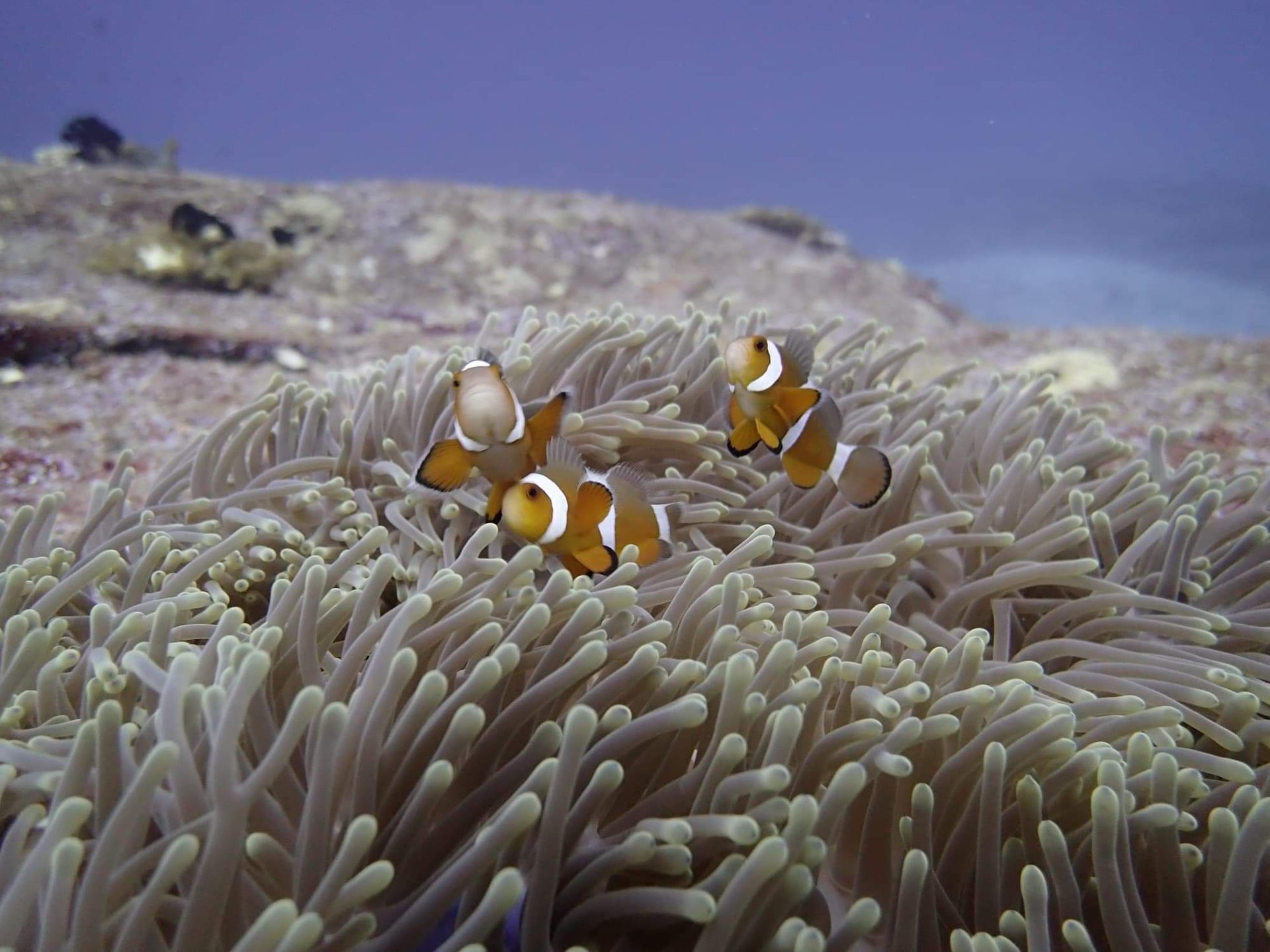 Aussie Reef - Racha Noi dive site | PADI