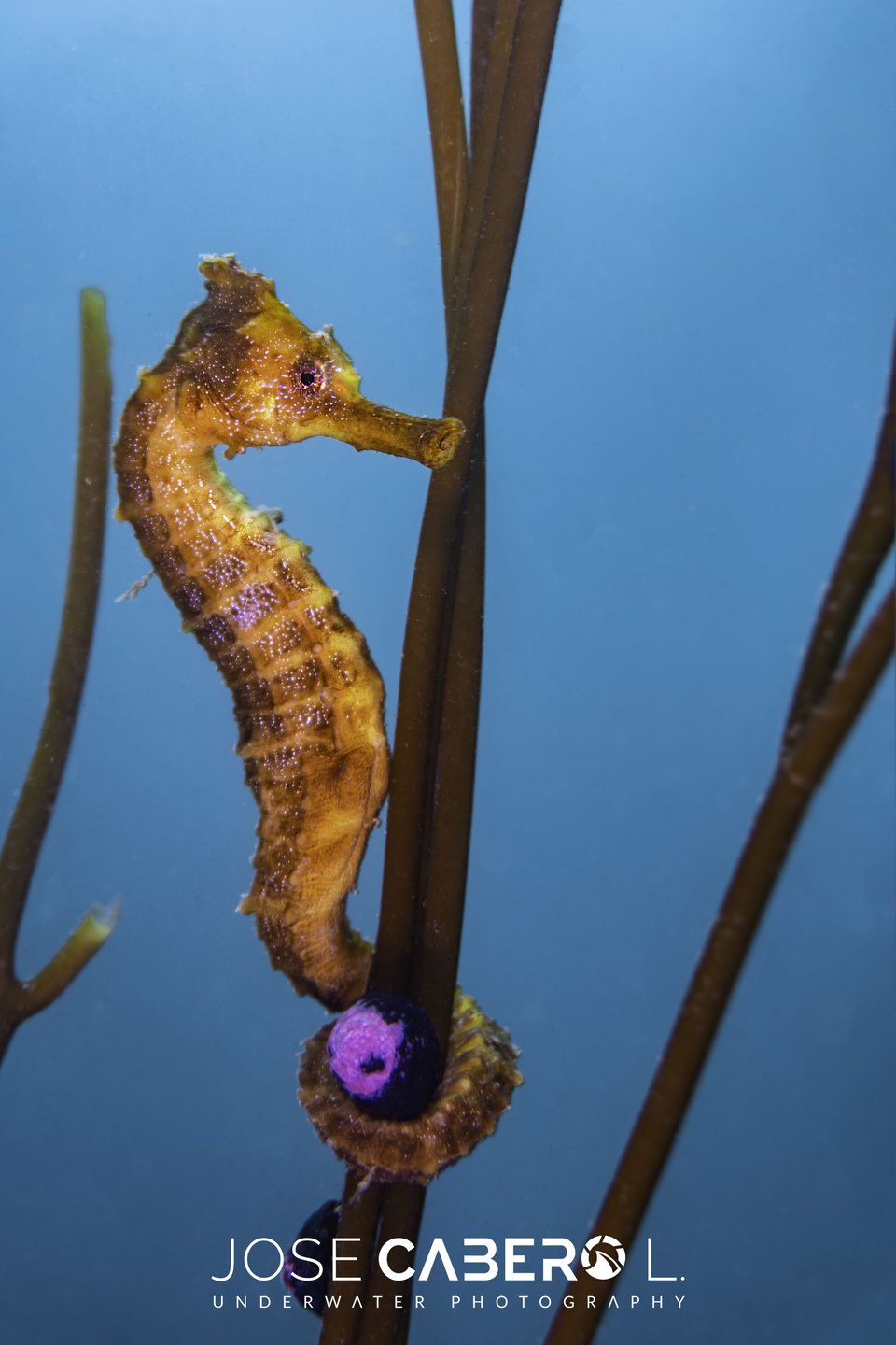 El Chuncho - Pucusana dive site | PADI