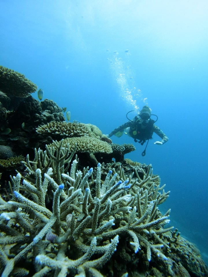 Falhuma House Reef dive site | PADI