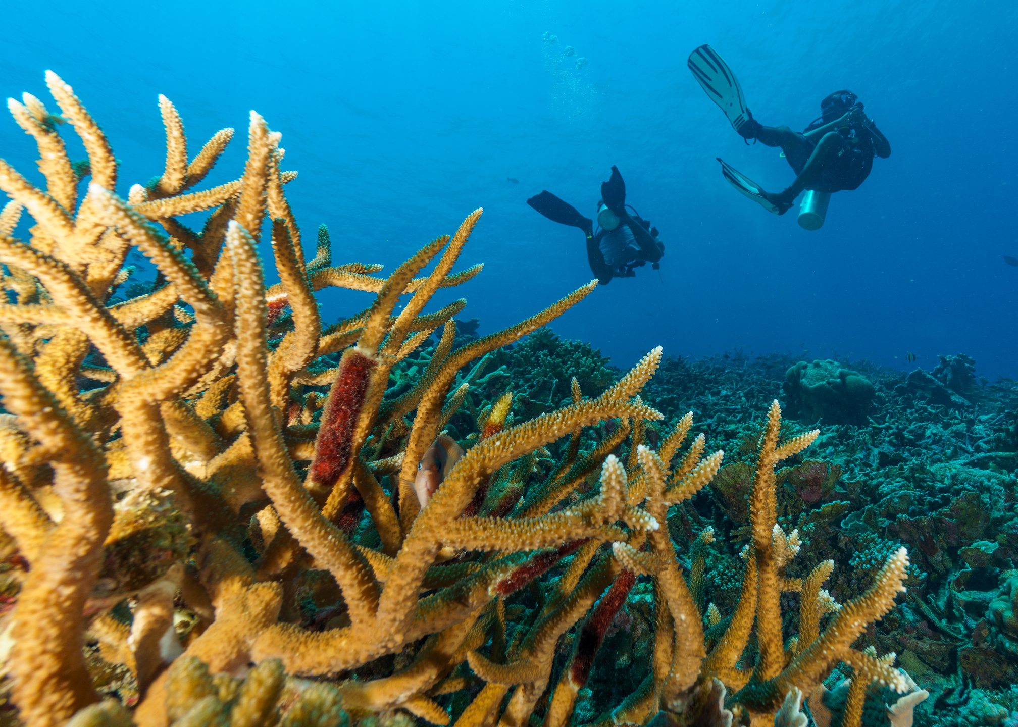 hang Over dive site | PADI