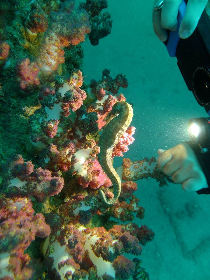 Inchcape 1 dive site | PADI