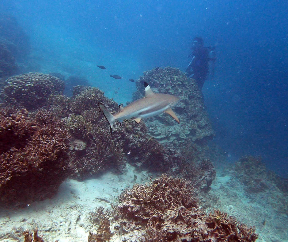 Fish Eye dive site | PADI