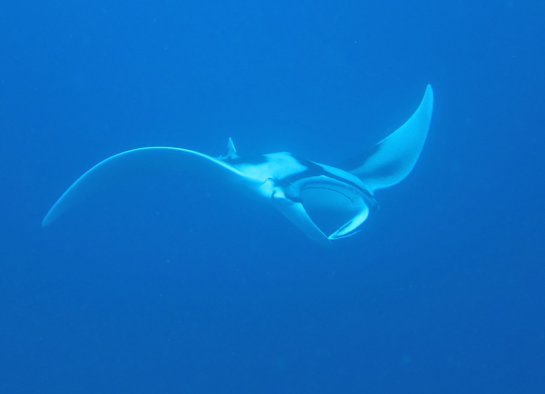 Camera Bay, Racha Noi dive site | PADI