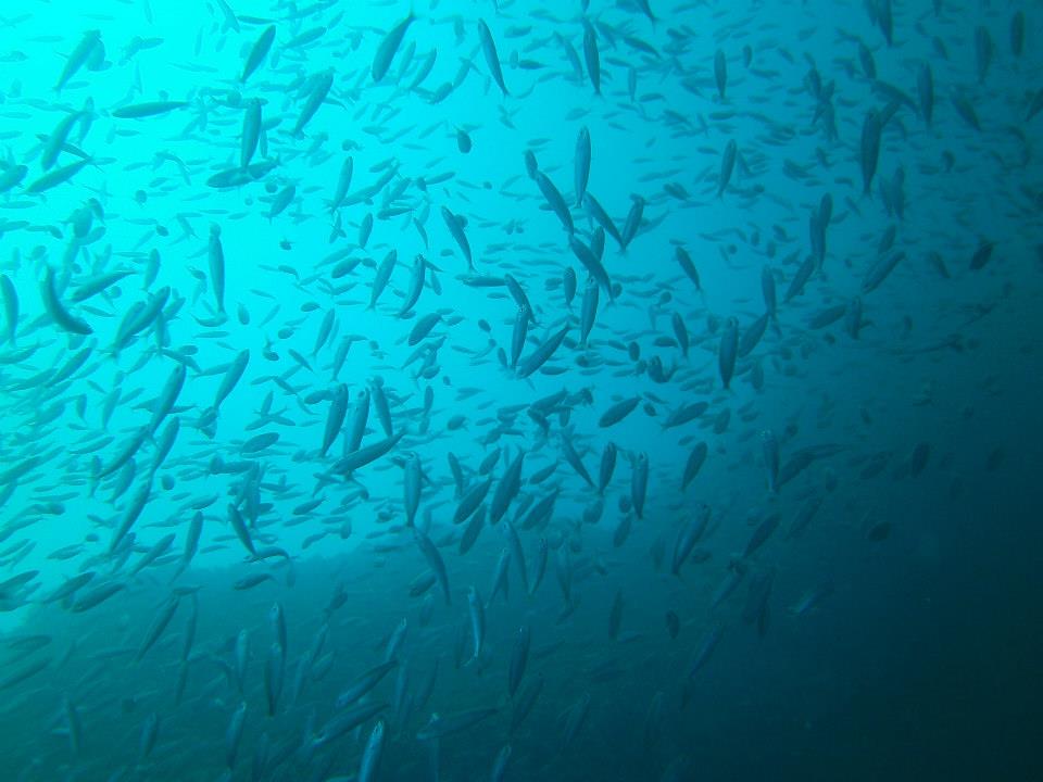 reef Galiola dive site | PADI