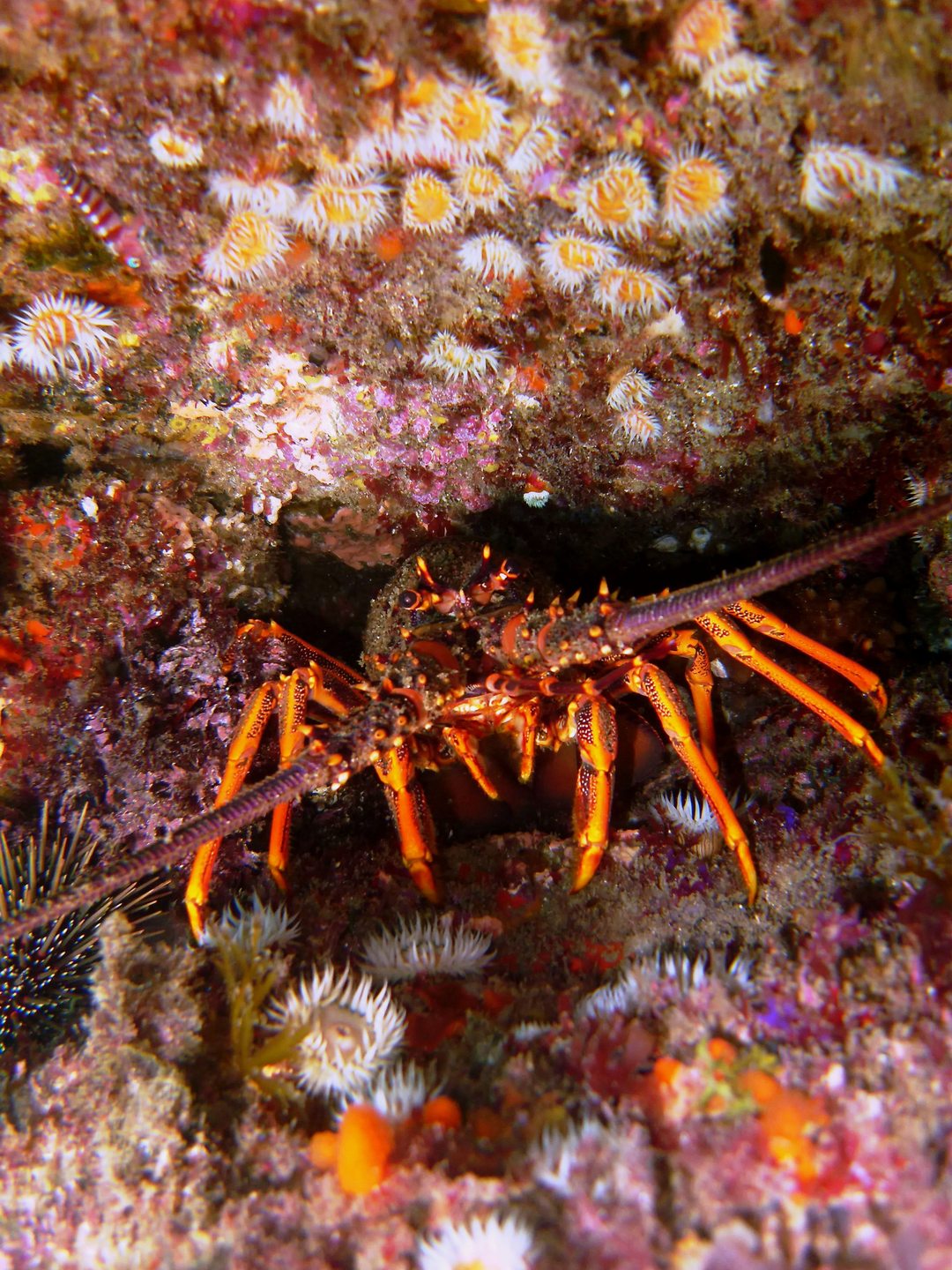 The Long Drop dive site | PADI
