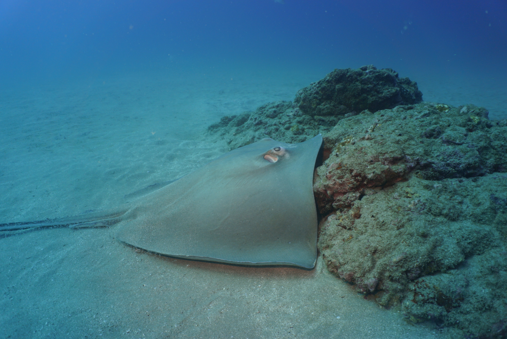 Limoncito dive site | PADI