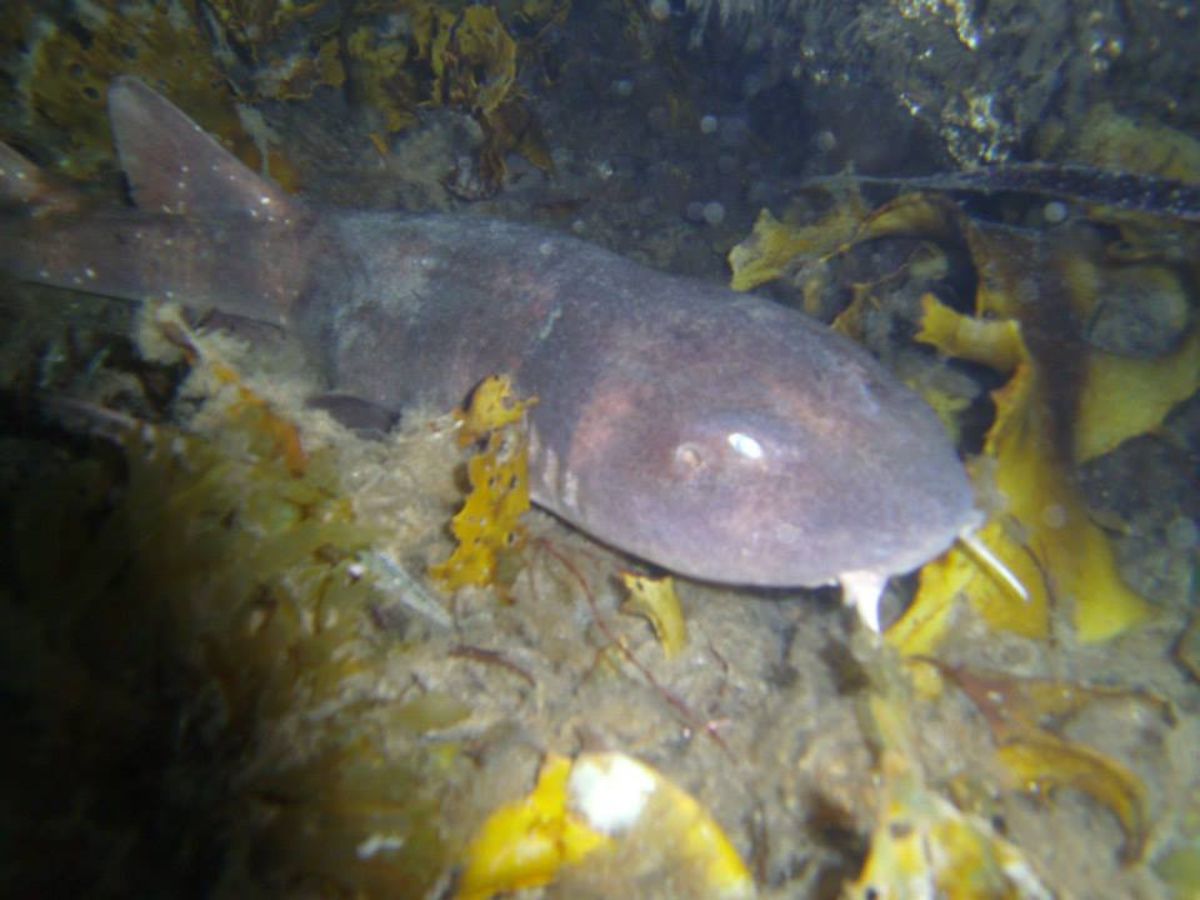 Sutherland Point dive site | PADI