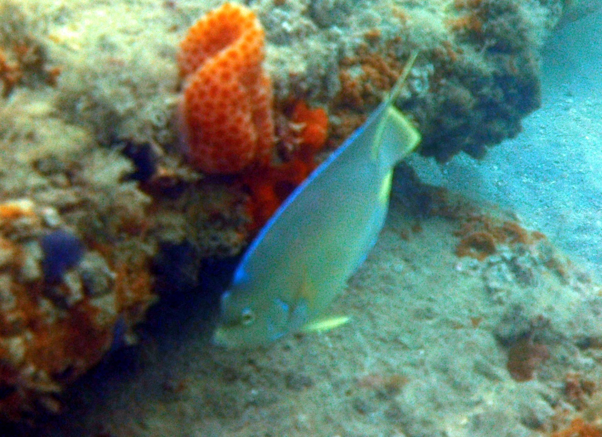 Endzone dive site | PADI