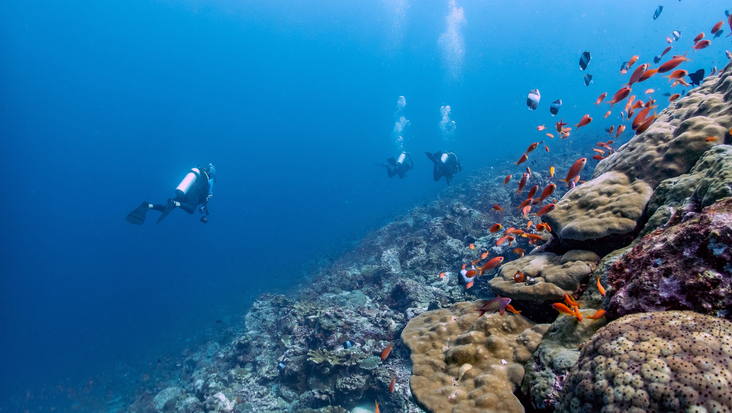 To the South - Batee Meuduro dive site | PADI