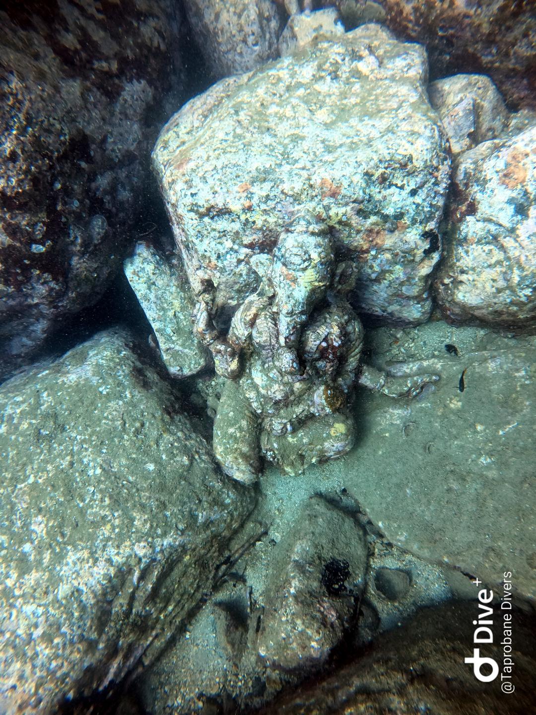 Swami Rock dive site | PADI