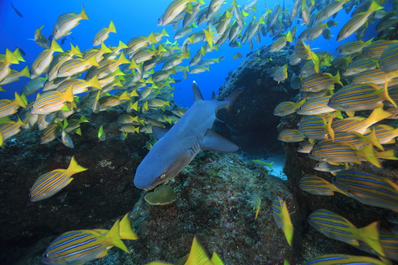 Sharks Cave dive site | PADI
