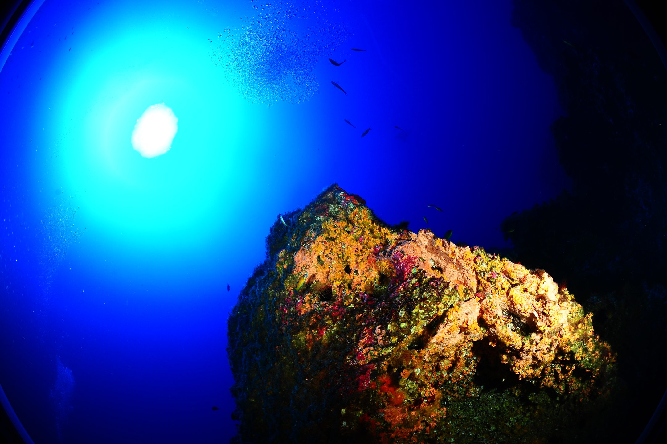 Princesa Alice Bank dive site | PADI