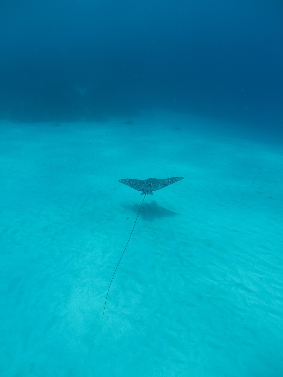Sting Ray Point dive site | PADI