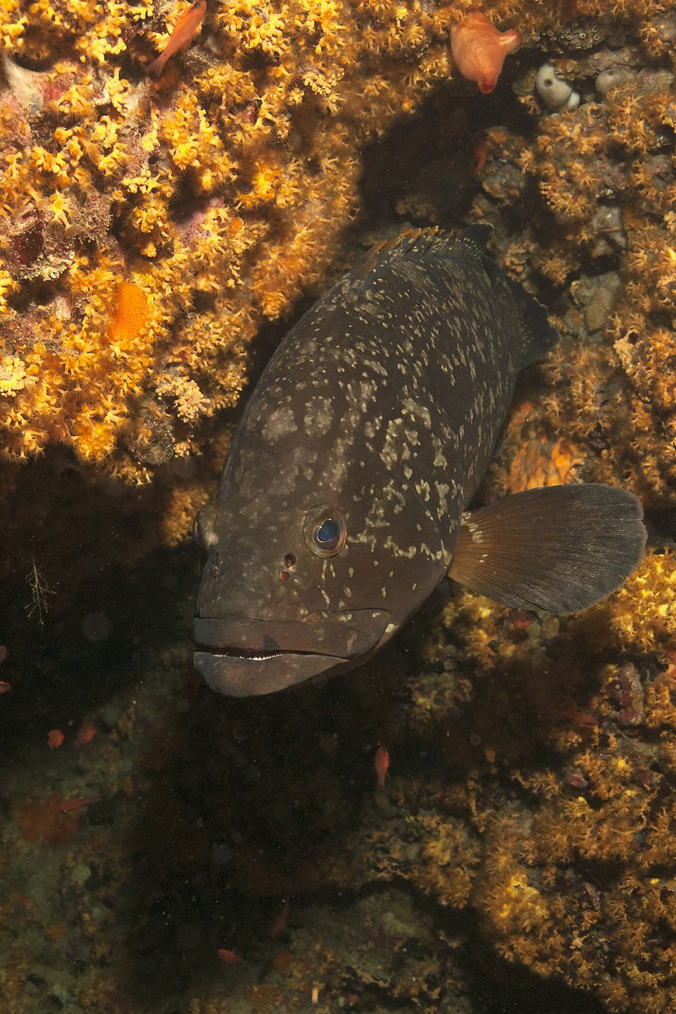 Punta Marroquí dive site | PADI