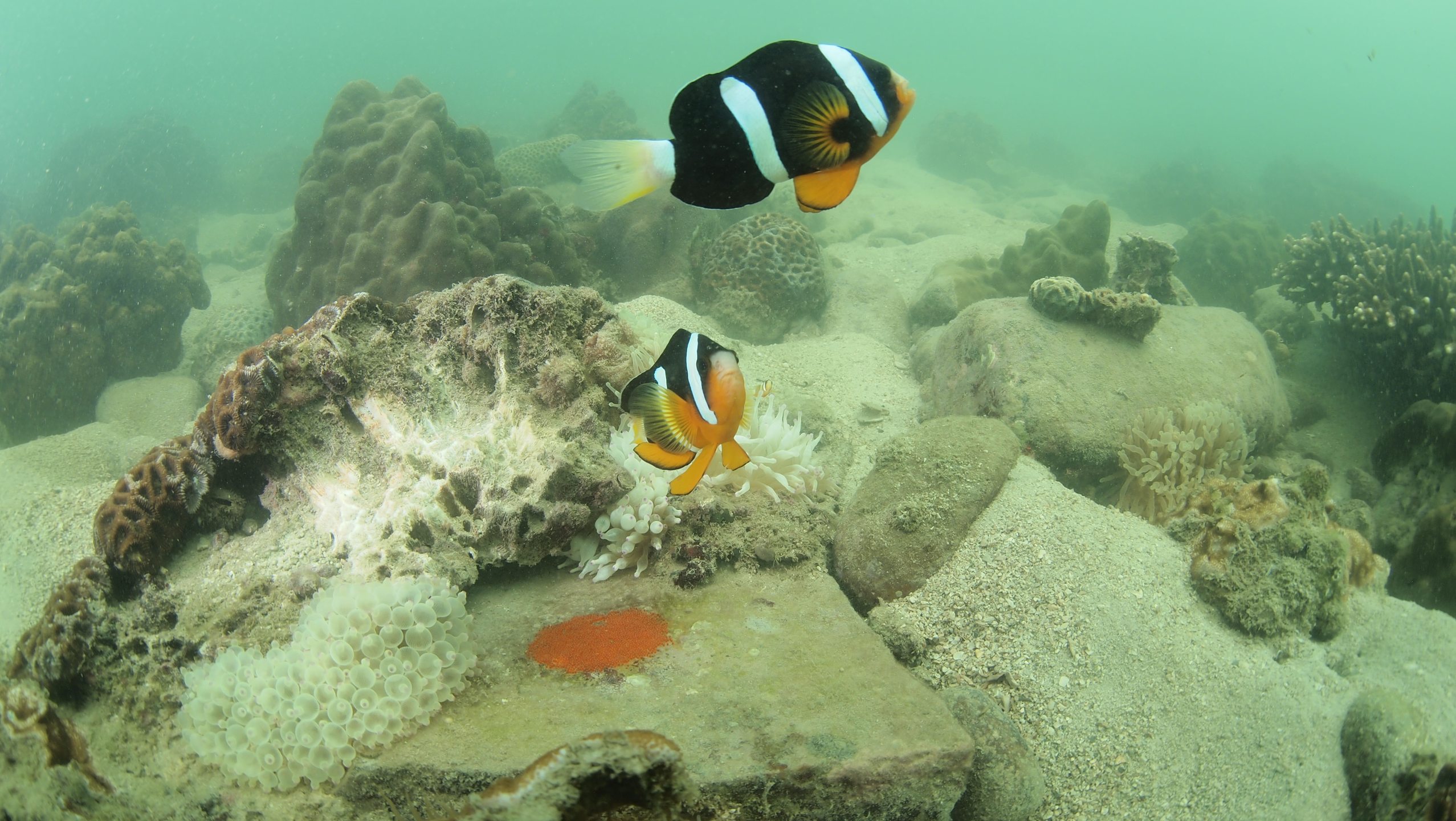 Sharp Island 橋咀南 dive site | PADI
