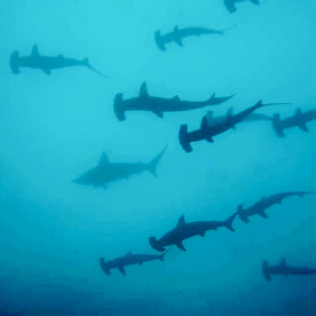 Protea Banks Southern Shark Arena ダイビングサイト | PADI