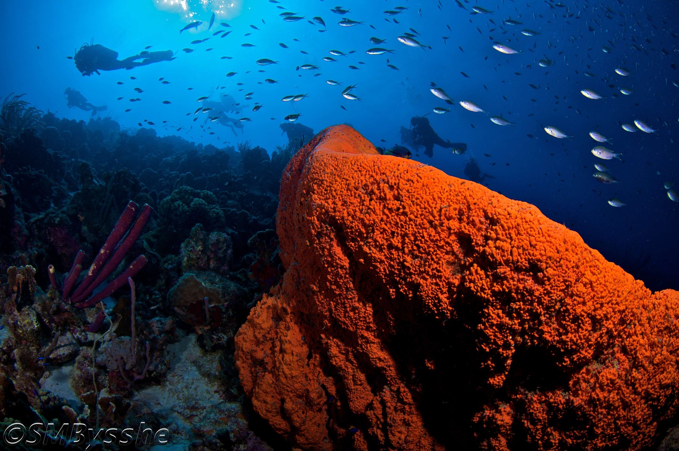 Sponge Forest ダイビングサイト | PADI