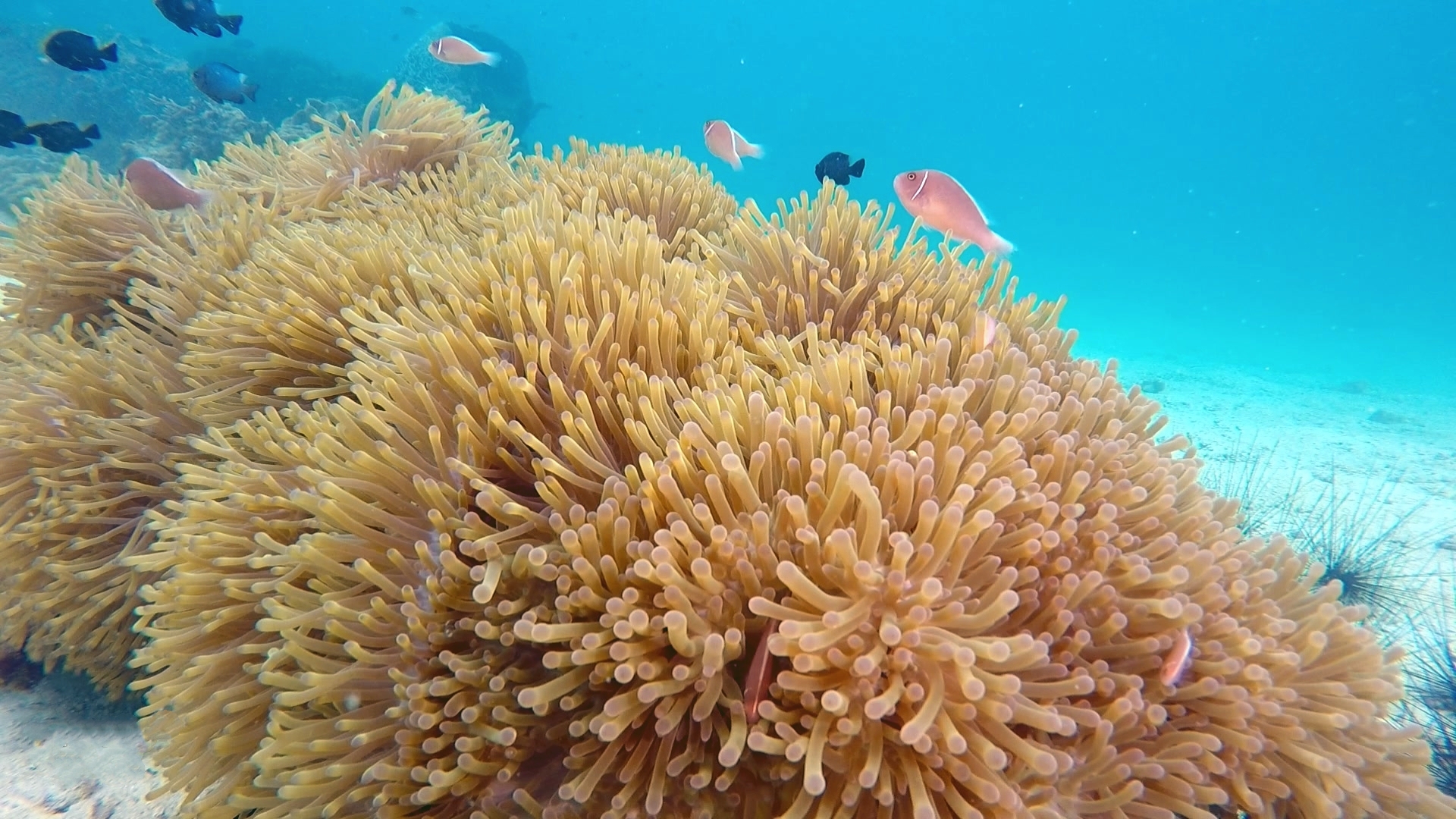 Koh yak - Koh rang national park dive site | PADI