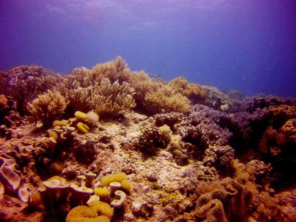 Lapus Lapus, Malapascua dive site | PADI