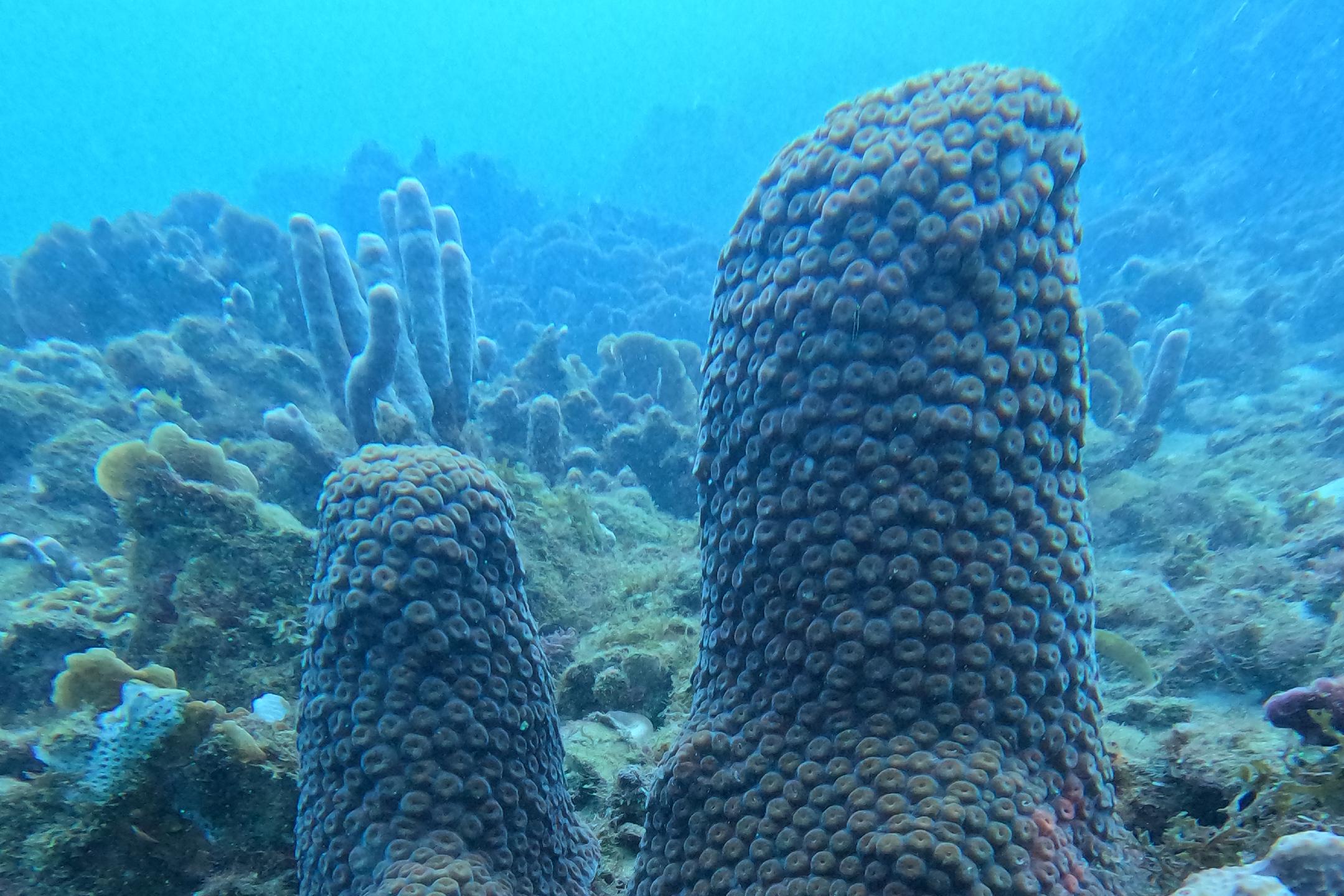 Cabo Tiburón 1 - Sapzurro - Capurganá的潛點 | PADI