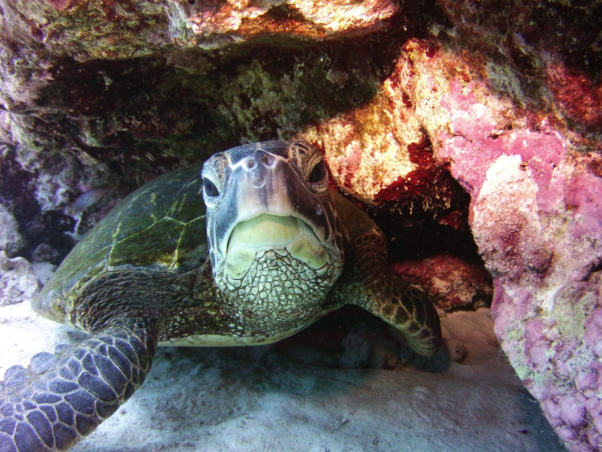 Paniau North dive site | PADI