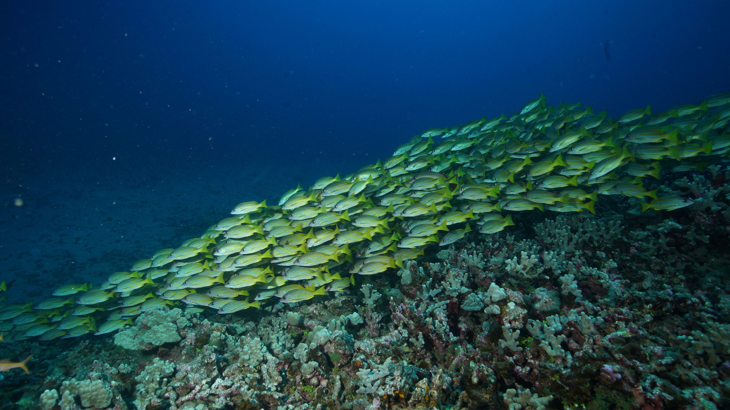 Fish Rock dive site | PADI
