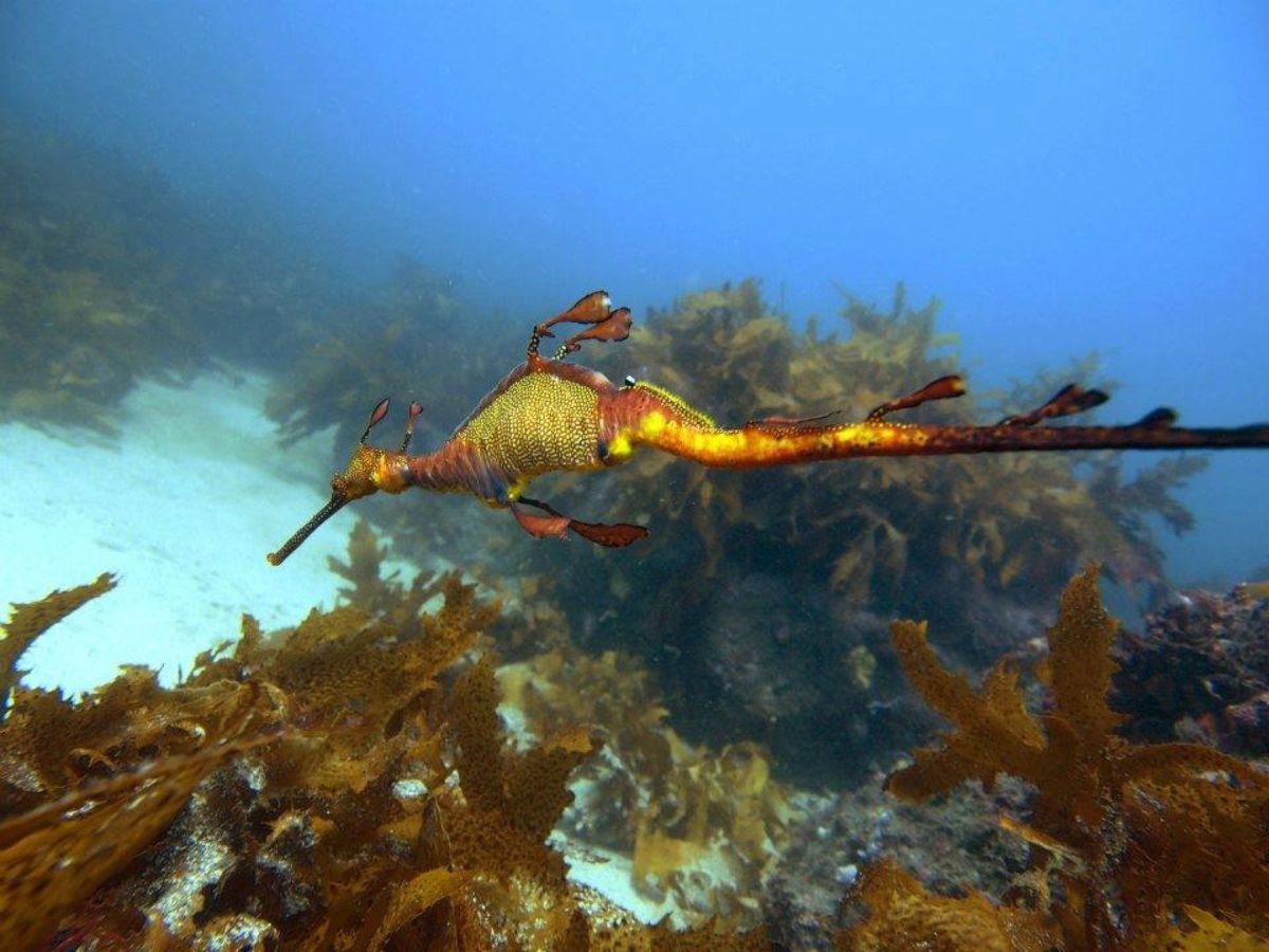 Dragons Lair dive site | PADI