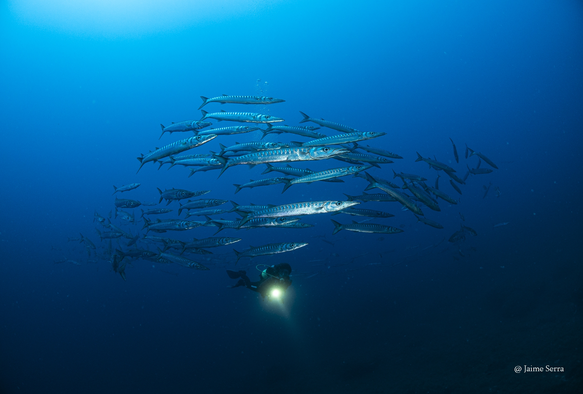 OCTOPUS SCUBA | Majorca (Mallorca) & Cabrera | PADI Dive Center