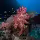 Magic point dive site | PADI