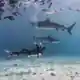 Tiger Zoo dive site | PADI