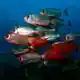Chain Reef duikstek | PADI