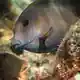 Kuda Thila dive site | PADI