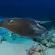 SS Dunraven Wreck潜水点 | PADI